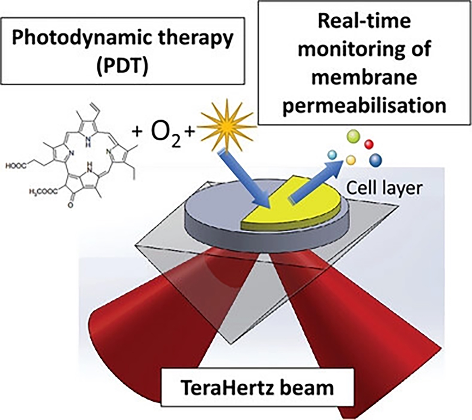 Observer l’eau des cellules pour suivre les traitements anticancéreux ...