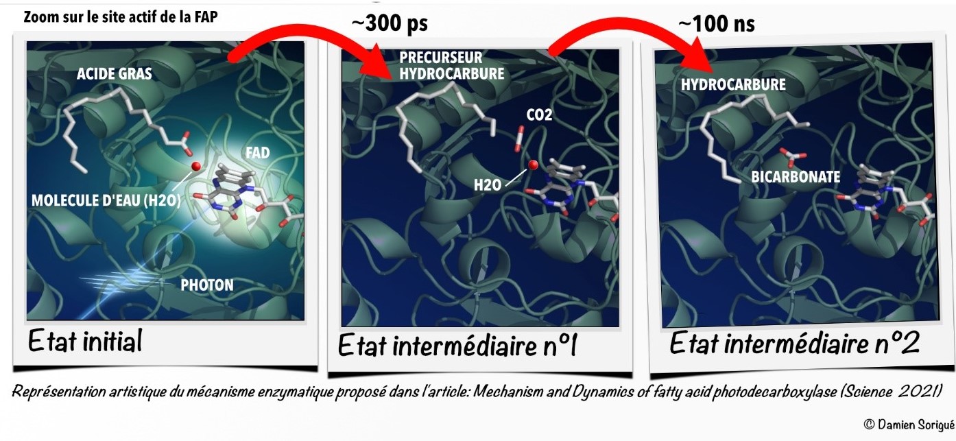 Presentation of the laboratory | Laboratoire d'optique et biosciences