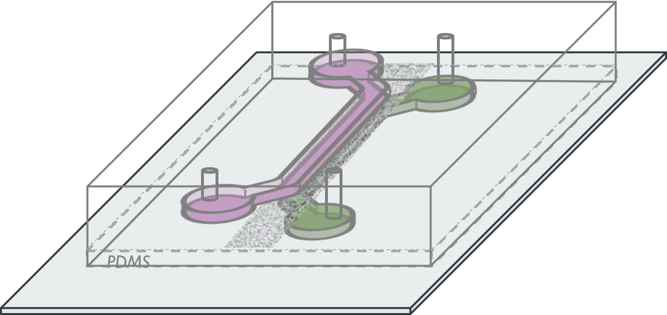 Microfluidics and organs-on-chips | Laboratoire d'optique et biosciences