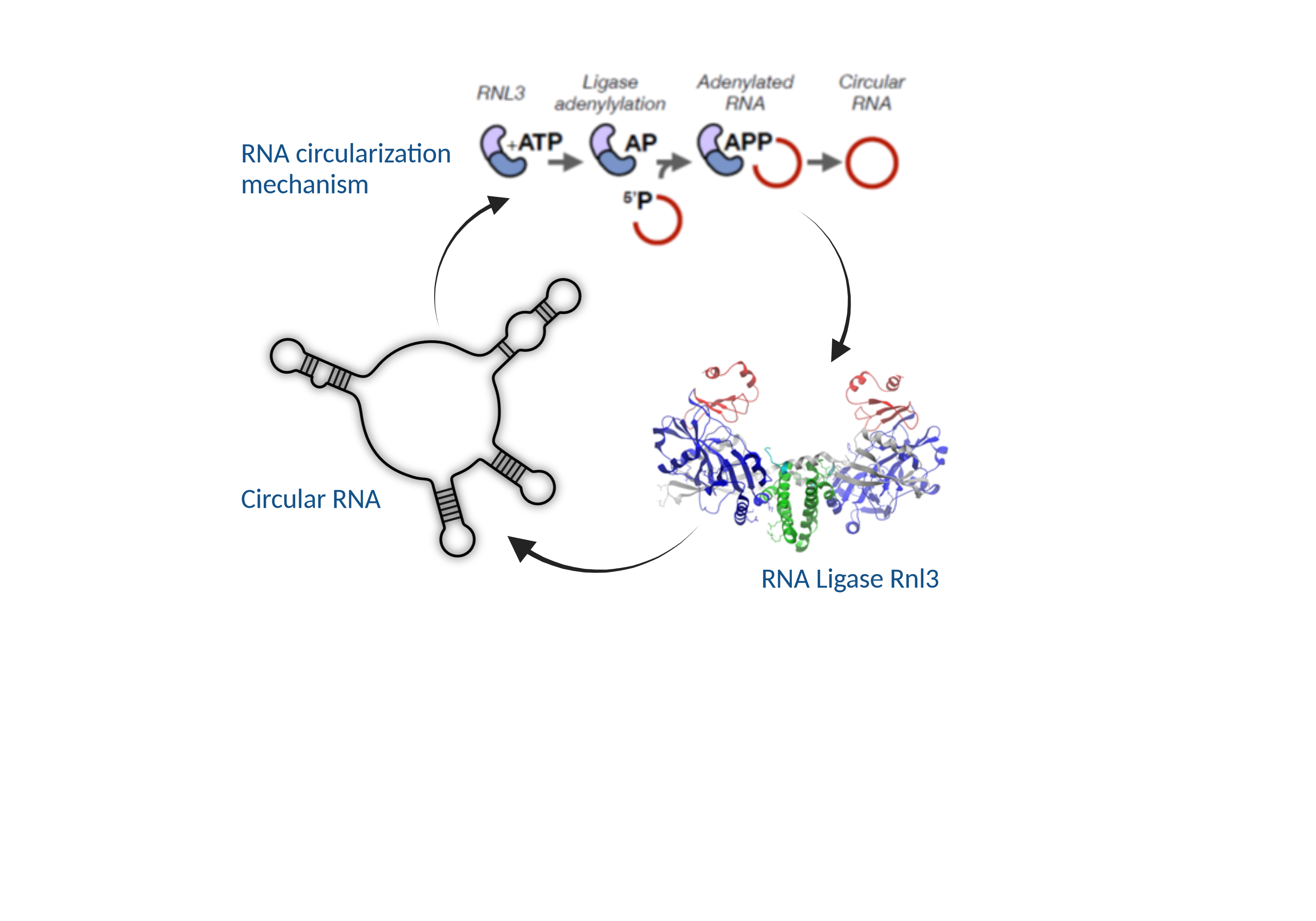 Functions and diversity of circular RNAs in archaea | Laboratoire d ...